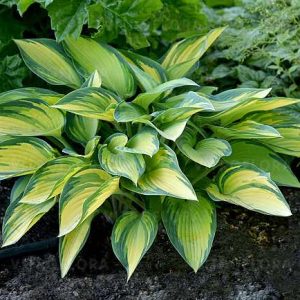 Hosta “Kiwi Spearmint” – Dārza Burvība
