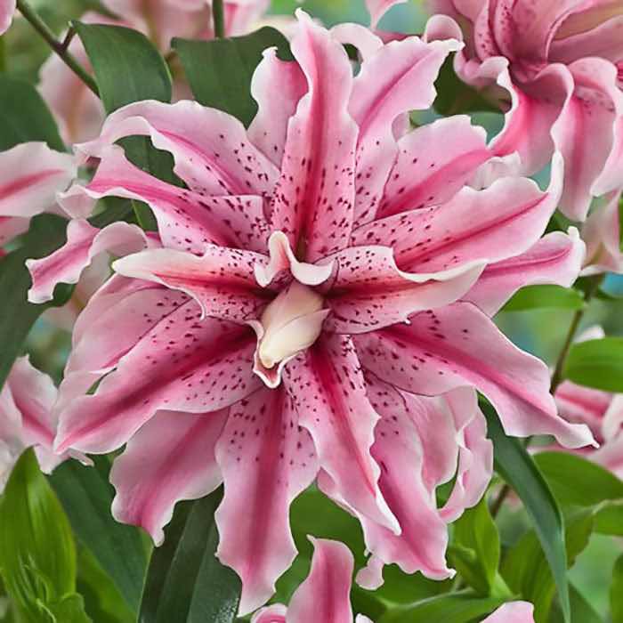 Lilija “Magic Star” – Dārza Burvība