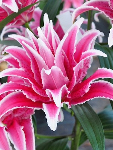 Lilija “Roselily Lorena” – Dārza Burvība