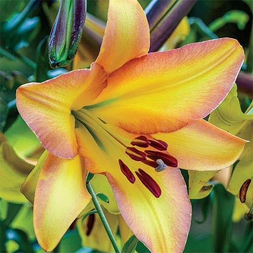 Lilija “Rising Moon” – Dārza Burvība