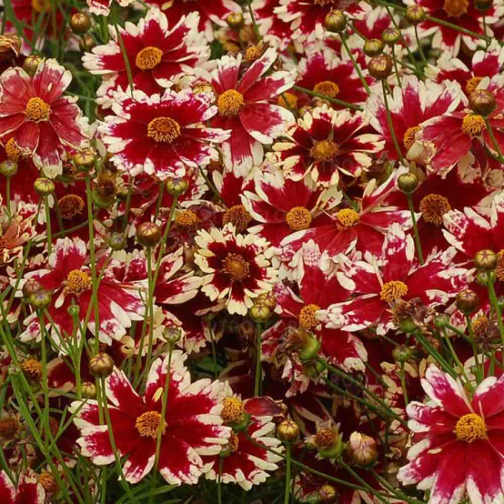 Coreopsis “Ruby Frost” – Dārza Burvība