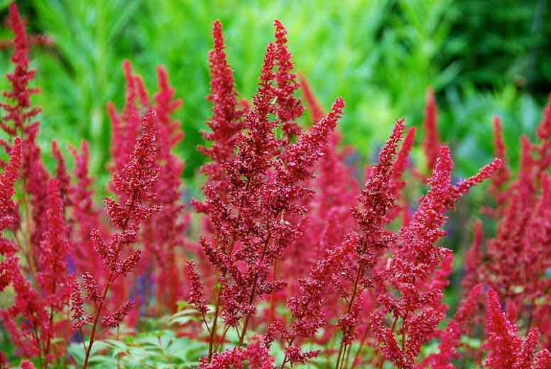 Astilbe “Fanal” – Dārza Burvība