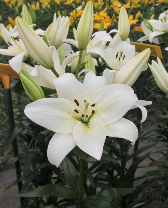 Lilija “Volvic” – Dārza Burvība